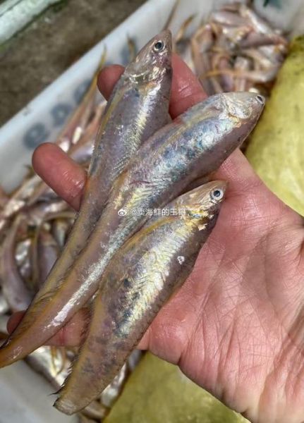 凤尾鱼的营养价值_凤尾鱼的功效与作用-第1张图片-山城妙识