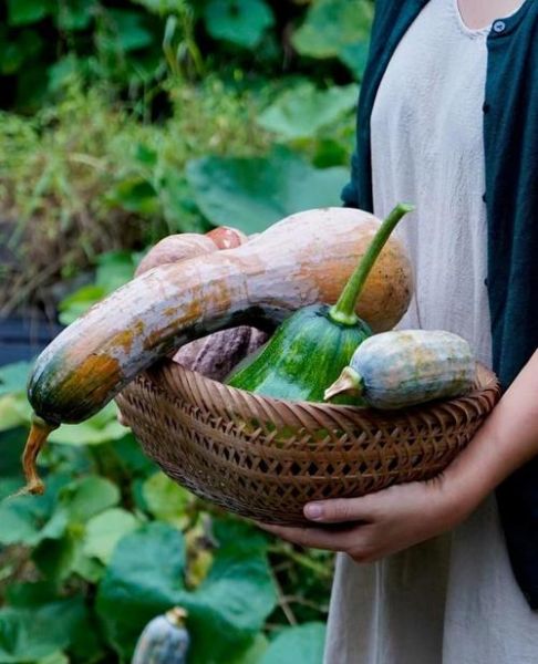 牛腿南瓜怎么种_牛腿南瓜营养价值高吗-第1张图片-山城妙识