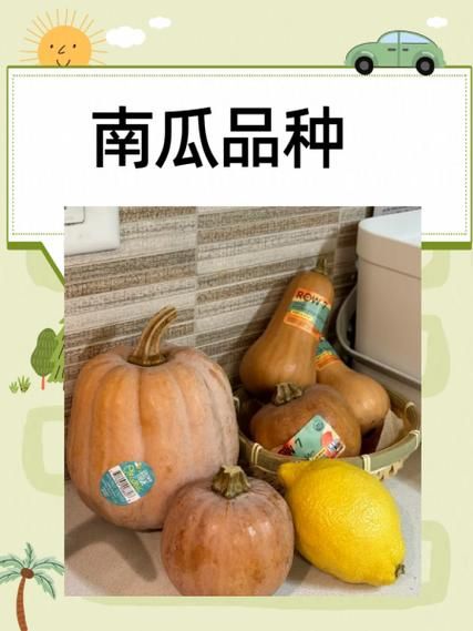 牛腿南瓜怎么种_牛腿南瓜营养价值高吗-第2张图片-山城妙识