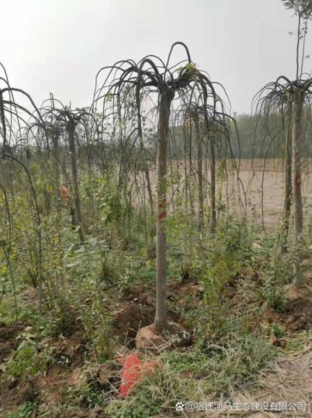 龙爪槐怎么修剪_龙爪槐适合种在哪里-第3张图片-山城妙识