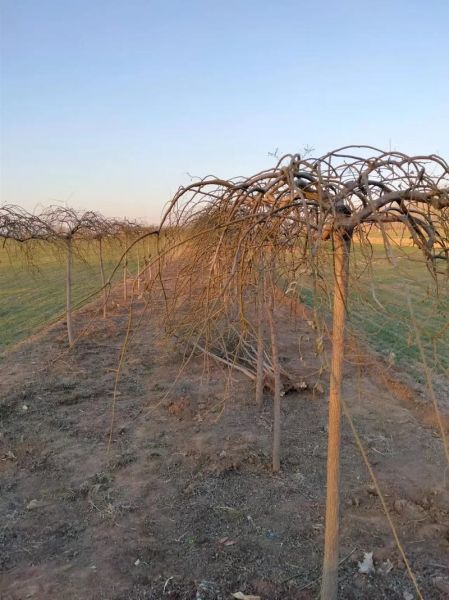 龙爪槐怎么修剪_龙爪槐适合种在哪里-第2张图片-山城妙识