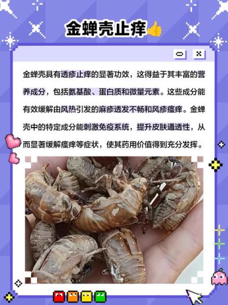 知了壳怎么吃_知了壳有什么功效-第2张图片-山城妙识