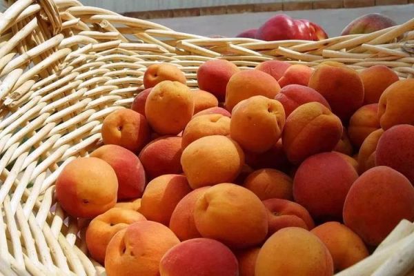 龙虾盖浇饭吃死人_中毒原因-第3张图片-山城妙识 龙虾盖浇饭吃死人_中毒原因-第3张图片-山城妙识