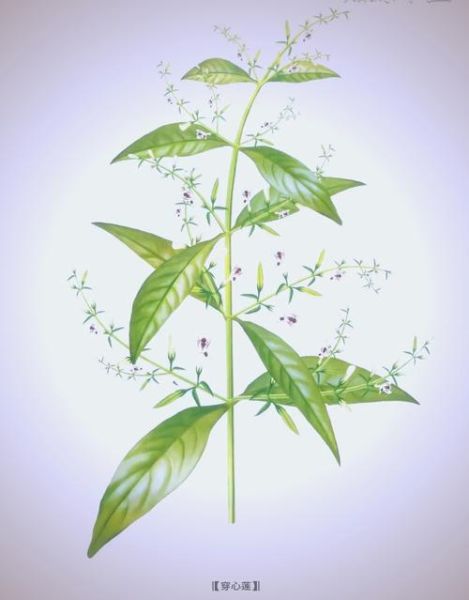 穿心莲和蒲地蓝消炎哪个好_区别与适用人群-第2张图片-山城妙识