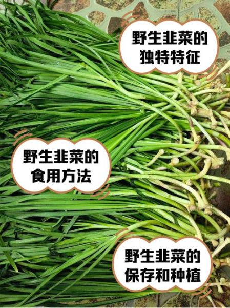 韭菜的功效与作用_韭菜的禁忌有哪些-第1张图片-山城妙识