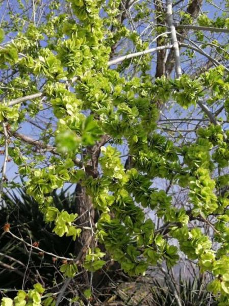 榆钱树图片大全_榆钱树长什么样-第1张图片-山城妙识