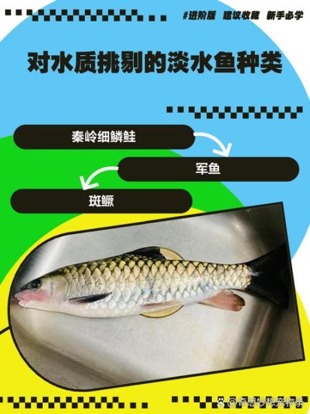 中国四大淡水名鱼有哪些_如何挑选正宗产地-第2张图片-山城妙识 中国四大淡水名鱼有哪些_如何挑选正宗产地-第2张图片-山城妙识