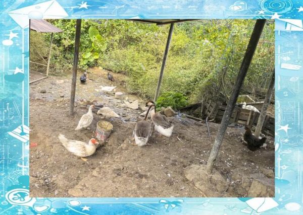 芦柑上火吗_芦柑吃多了会不会上火-第1张图片-山城妙识