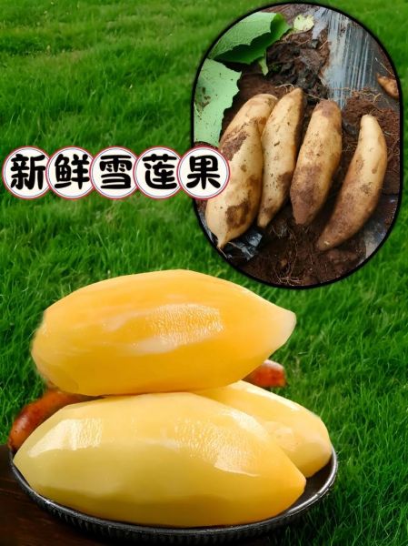 雪莲图片_如何辨别真假雪莲-第1张图片-山城妙识