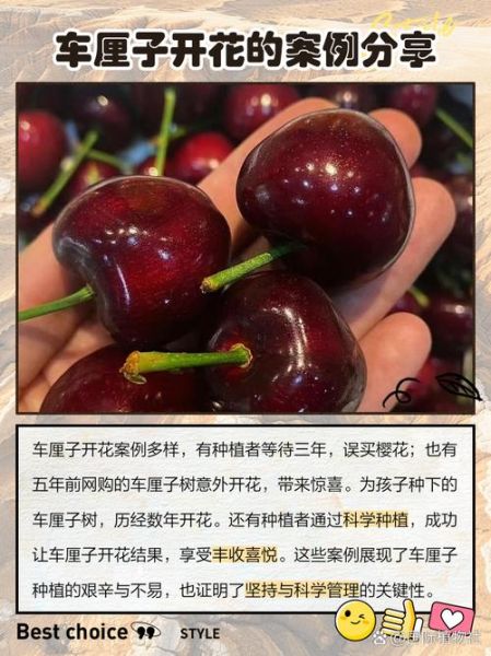 车厘子开花图片_车厘子花期多久-第1张图片-山城妙识