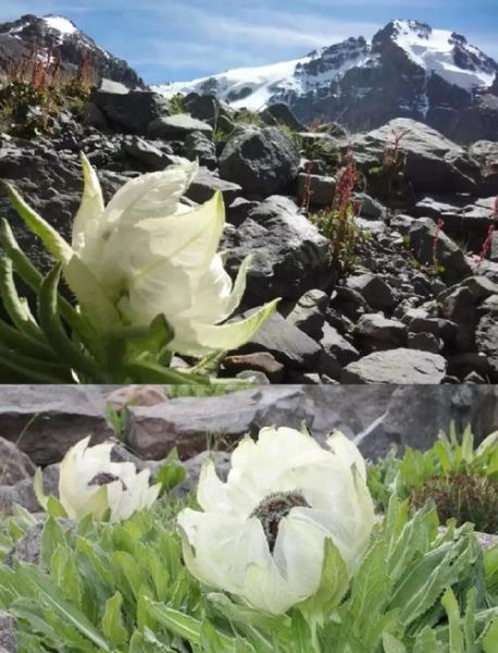 雪莲图片_如何辨别真假雪莲-第3张图片-山城妙识