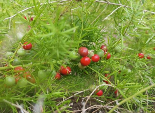 天门冬图片长什么样_天门冬和麦冬区别在哪-第1张图片-山城妙识 天门冬图片长什么样_天门冬和麦冬区别在哪-第1张图片-山城妙识