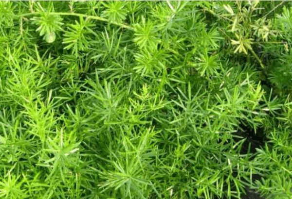 天门冬图片长什么样_天门冬和麦冬区别在哪-第3张图片-山城妙识 天门冬图片长什么样_天门冬和麦冬区别在哪-第3张图片-山城妙识