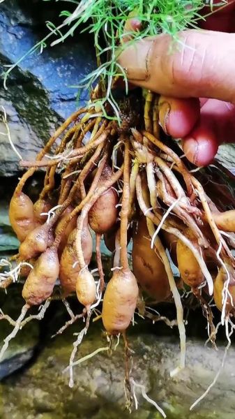 天门冬图片长什么样_天门冬和麦冬区别在哪-第2张图片-山城妙识 天门冬图片长什么样_天门冬和麦冬区别在哪-第2张图片-山城妙识