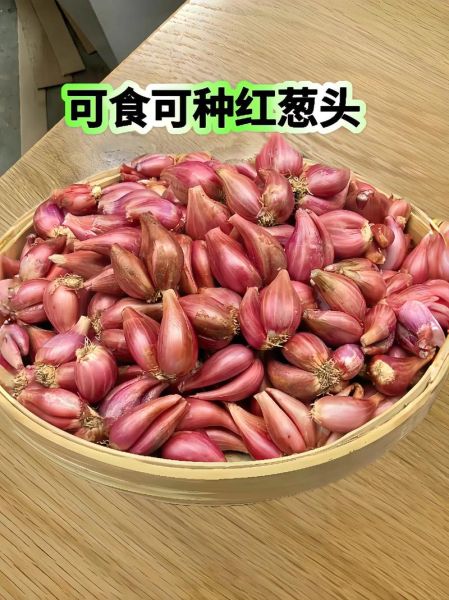 小葱头怎么保存_小葱头做法大全-第2张图片-山城妙识 小葱头怎么保存_小葱头做法大全-第2张图片-山城妙识