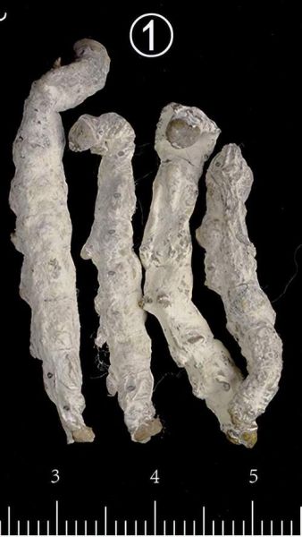 僵蚕长什么样_僵蚕图片怎么识别-第1张图片-山城妙识