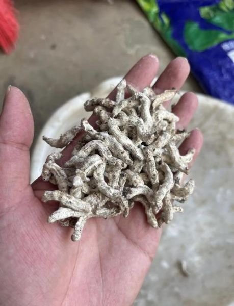 僵蚕长什么样_僵蚕图片怎么识别-第2张图片-山城妙识