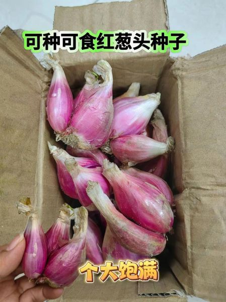 小葱头怎么保存_小葱头做法大全-第3张图片-山城妙识 小葱头怎么保存_小葱头做法大全-第3张图片-山城妙识