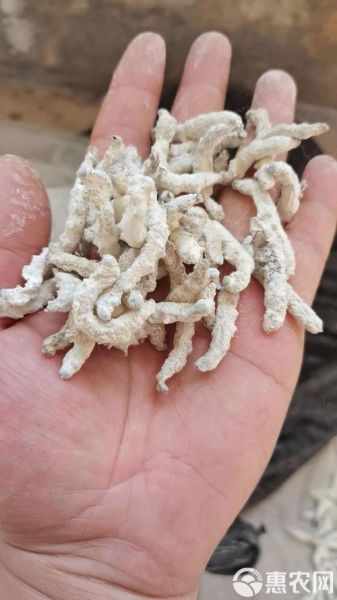 僵蚕长什么样_僵蚕图片怎么识别-第3张图片-山城妙识