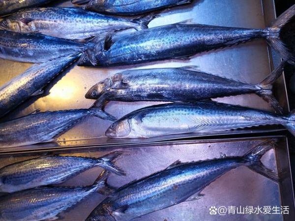 鲅鱼多少钱一斤2021_鲅鱼价格走势-第2张图片-山城妙识