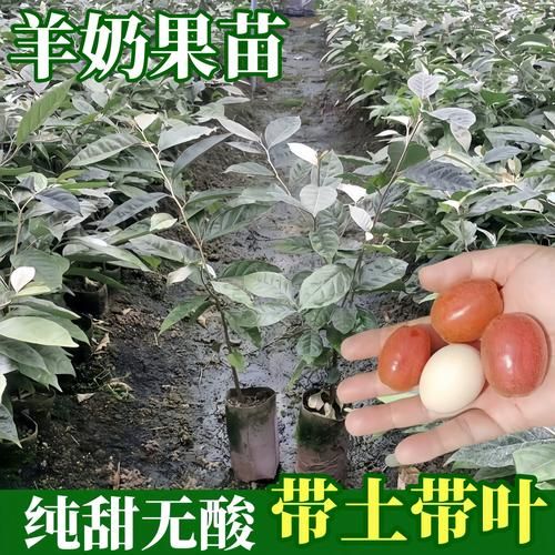 羊奶果树怎么种_羊奶果树几年结果-第1张图片-山城妙识