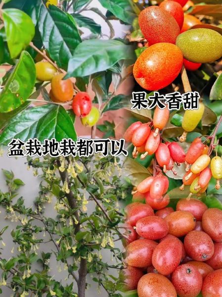 羊奶果树怎么种_羊奶果树几年结果-第2张图片-山城妙识