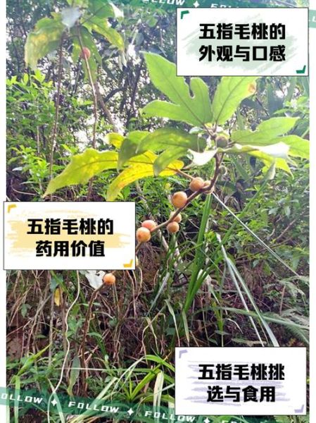 野生五指毛桃长什么样_如何辨别真假野生五指毛桃-第1张图片-山城妙识