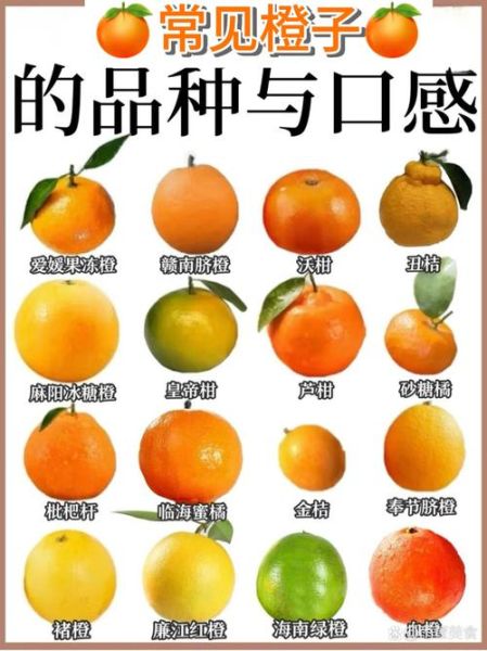 橙子上火吗_橙子一天吃几个合适-第2张图片-山城妙识