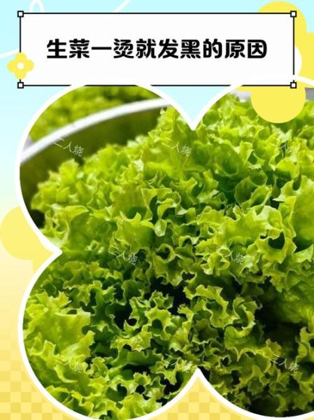 生菜焯水不变黑的小妙招_为什么焯水后发黑-第1张图片-山城妙识