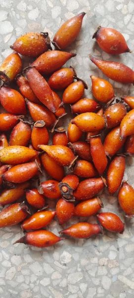 金樱子有什么功效_金樱子怎么吃效果最好-第2张图片-山城妙识