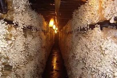 金针菇有毒吗_金针菇为什么叫see you tomorrow-第3张图片-山城妙识 金针菇有毒吗_金针菇为什么叫see you tomorrow-第3张图片-山城妙识