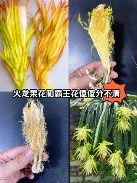 霸王花是不是火龙果的花_霸王花和火龙果区别-第1张图片-山城妙识 霸王花是不是火龙果的花_霸王花和火龙果区别-第1张图片-山城妙识