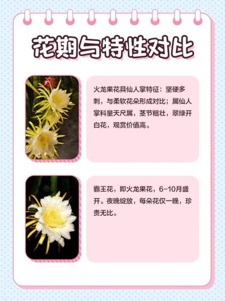 霸王花是不是火龙果的花_霸王花和火龙果区别-第2张图片-山城妙识 霸王花是不是火龙果的花_霸王花和火龙果区别-第2张图片-山城妙识