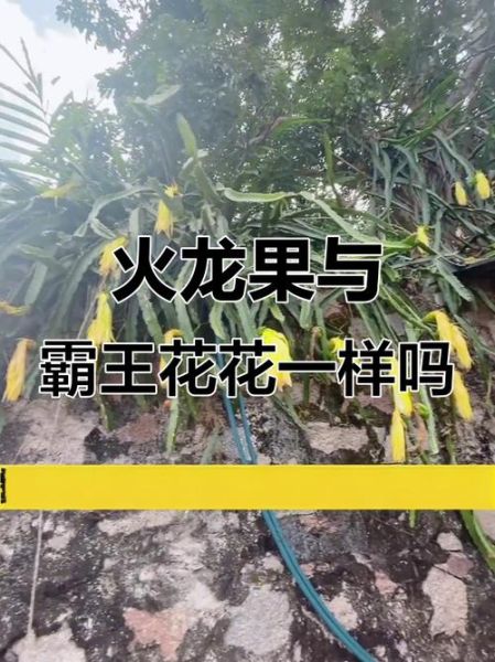 霸王花是不是火龙果的花_霸王花和火龙果区别-第3张图片-山城妙识 霸王花是不是火龙果的花_霸王花和火龙果区别-第3张图片-山城妙识