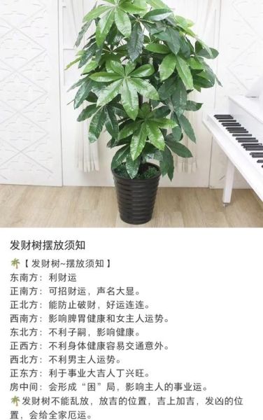 十大招财树有哪些_家里摆哪棵最旺财-第1张图片-山城妙识