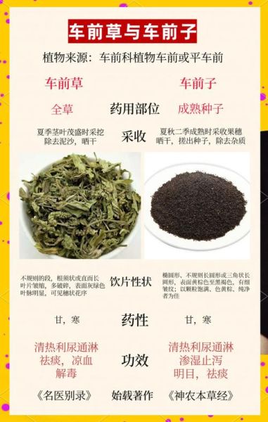 车前草的功效与作用_车前草图片怎么辨别真假-第2张图片-山城妙识