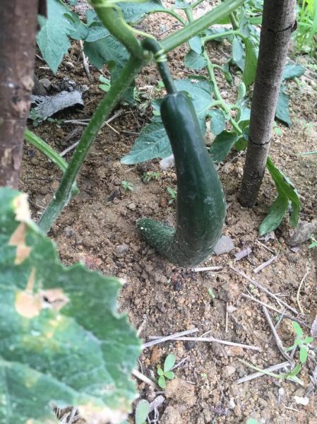 矮瓜的功效与作用_矮瓜属性是热性还是凉性-第2张图片-山城妙识