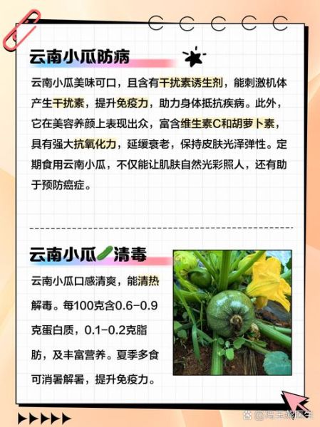 矮瓜的功效与作用_矮瓜属性是热性还是凉性-第3张图片-山城妙识