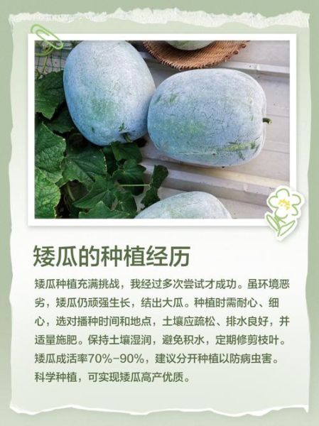 矮瓜的功效与作用_矮瓜属性是热性还是凉性-第1张图片-山城妙识