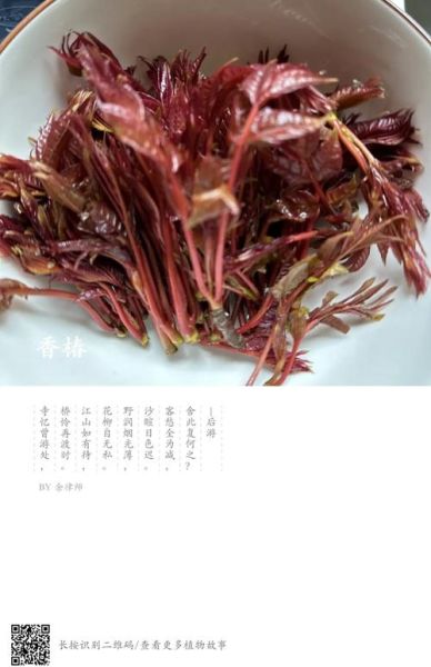 香椿不用开水烫有毒吗_香椿不焯水能吃吗-第2张图片-山城妙识