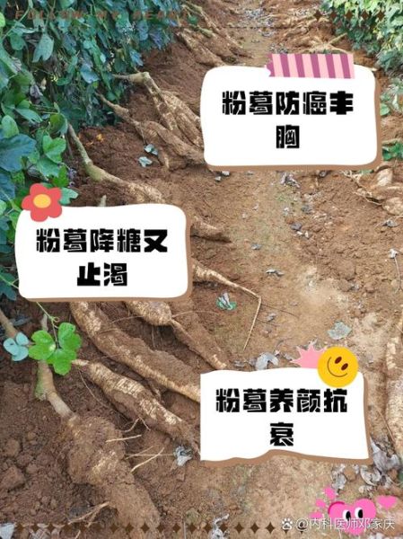 粉葛的功效与作用禁忌_粉葛什么人不能吃-第2张图片-山城妙识