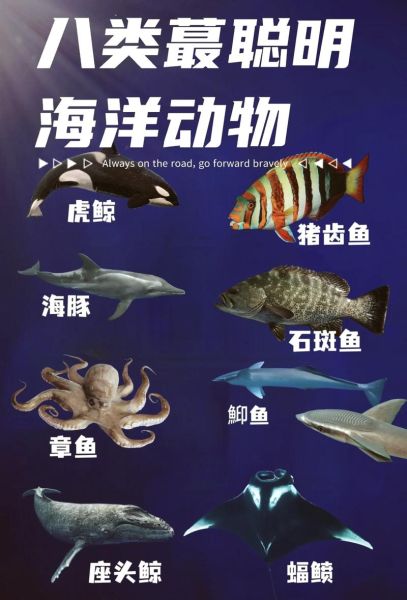 海洋动物有哪些_100种海洋动物名称大全-第2张图片-山城妙识