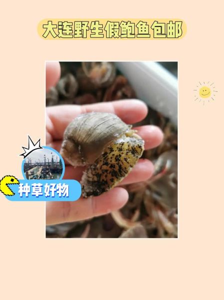 假鲍鱼怎么做_假鲍鱼口感如何-第1张图片-山城妙识