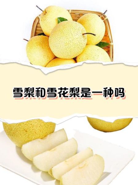 雪梨在超市叫什么梨_雪梨和鸭梨的区别-第1张图片-山城妙识