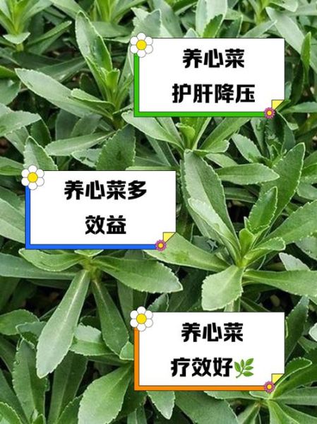 养心菜的功效与作用_养心菜怎么吃最好-第1张图片-山城妙识 养心菜的功效与作用_养心菜怎么吃最好-第1张图片-山城妙识