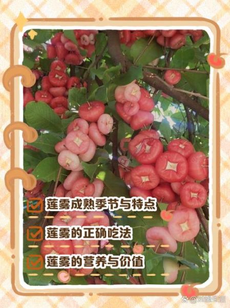 莲雾怎么吃图解_莲雾的正确吃法步骤-第3张图片-山城妙识