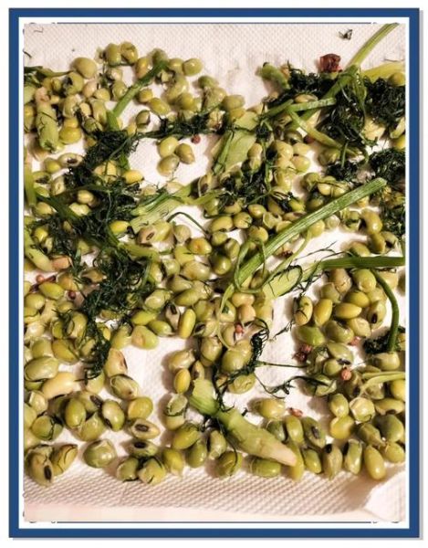 茴香豆怎么做好吃_家常茴香豆的做法大全-第2张图片-山城妙识