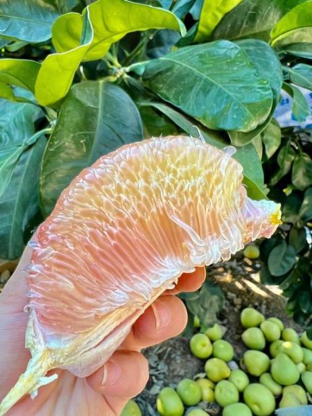 文旦柚产地是哪里_正宗文旦柚哪里买-第2张图片-山城妙识