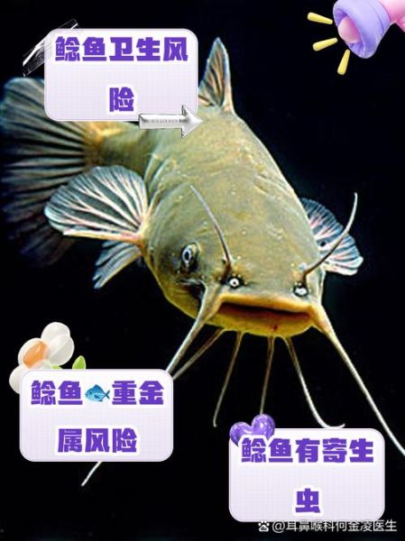 鲶鱼为什么不能吃_鲶鱼有毒吗-第1张图片-山城妙识