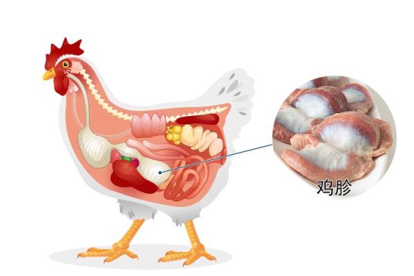 鸡肫和鸡胗的区别_哪个才是鸡胃-第2张图片-山城妙识